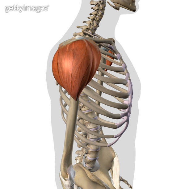 Deltoid Muscle Isolated Anatomy Labeled Side View on White Background ...