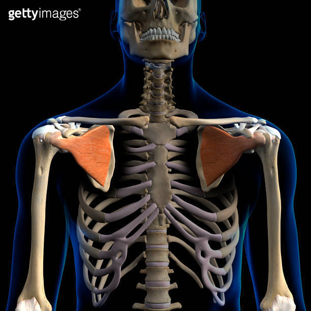 Subscapularis Muscles Isolated Shoulder Anatomy Anterior View on Black ...