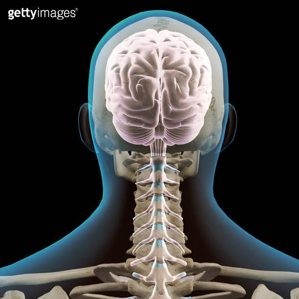 Human Brain and Vertebral Spinal Column, Rear View 이미지 (1210861919 ...