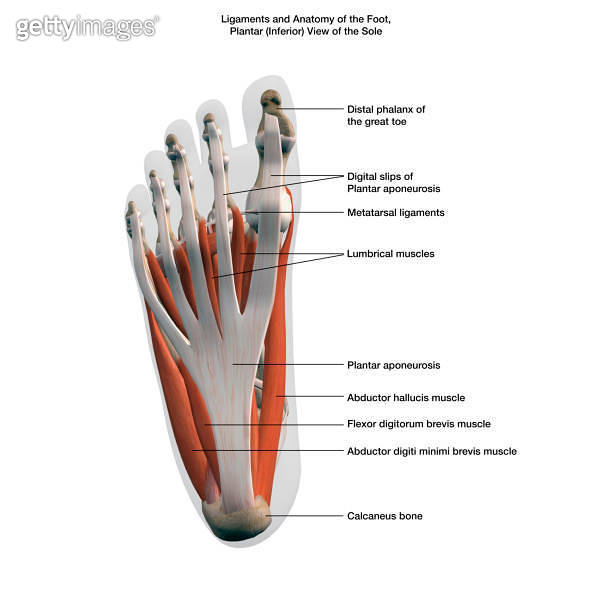 Ligaments and Muscles of the Foot, Planar View of the Sole Labeled ...