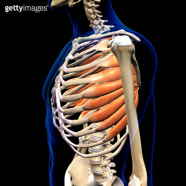 Male Anterior Serratus Muscles Isolated on Rib Cage (1254439594) - 게티이미지뱅크