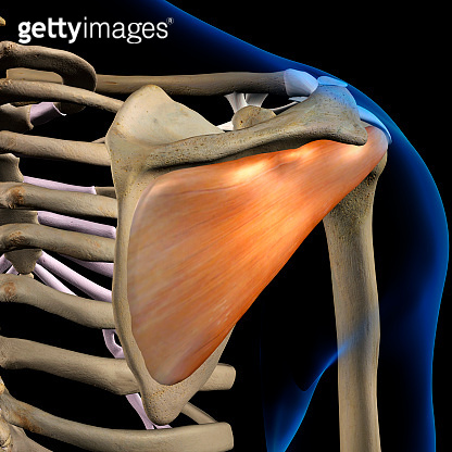 Infraspinatus Muscle Isolated Anatomy Posterior View on Black ...