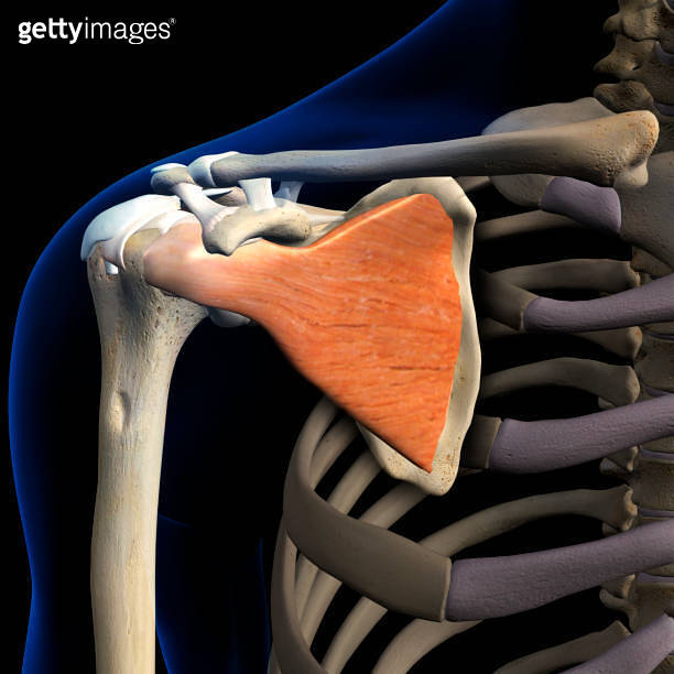 Subscapularis Muscle Isolated Shoulder Anatomy Anterior View on Black ...