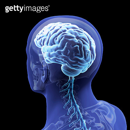 Human Brain and Vertebral Spinal Column, Side View (1210226869) - 게티이미지뱅크