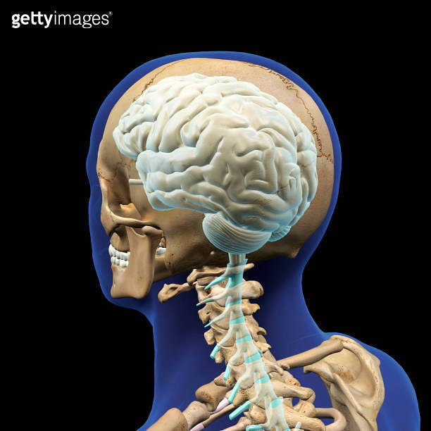 Human Head, Skull, Brain and Cervical Vertebrae, Rear View (1210861922 ...