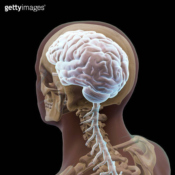 Human Brain and Vertebral Spinal Column, Rear View (1210226865) - 게티이미지뱅크