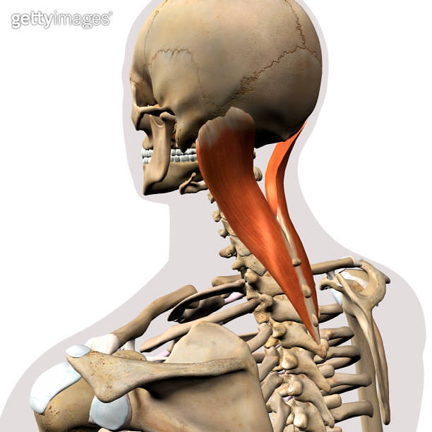 Splenius Capitis Neck Muscles Isolated on Skeletal System 이미지 ...