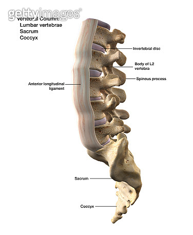 Anterior Longitudinal Ligament of the Human Spine, Lumbar Vertebral ...
