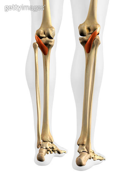 Posterior Popliteus Muscle in Isolation on Human Leg Skeleton, 3D ...