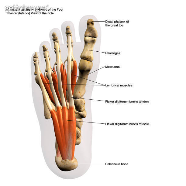 Central Muscles and Bones of the Foot Sole Labeled Human Anatomy ...