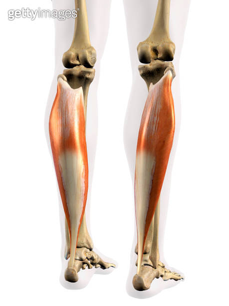 Lower Leg Soleus Muscles in Isolation 이미지 (1267748079) - 게티이미지뱅크
