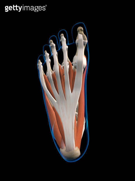 Ligaments and Muscles of the Foot, Planar View of the Sole Parts on ...