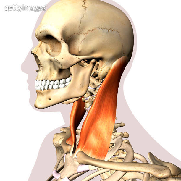 Sternocleidomastoid Neck Muscle Isolated within Human Skeletal System ...