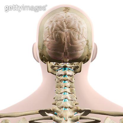 Human Head, Brain and Spinal Column, Rear View (1210861934) - 게티이미지뱅크