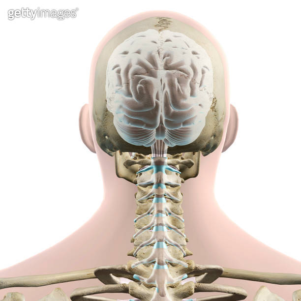 Human Head, Brain and Spinal Column, Rear View (1210861937) - 게티이미지뱅크