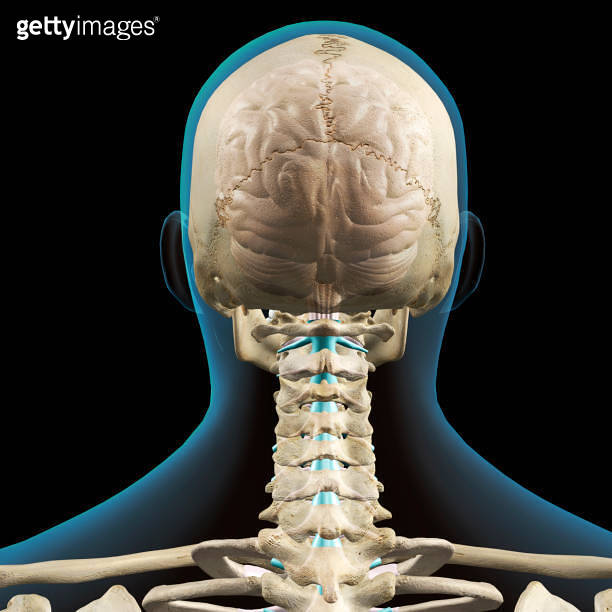 Human Brain and Vertebral Spinal Column, Rear View 이미지 (1210861936 ...