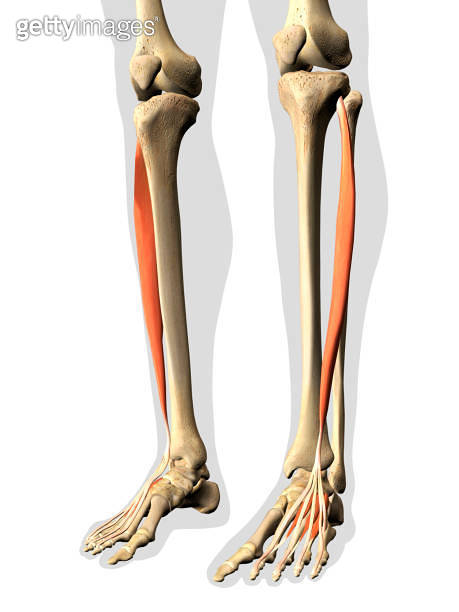 Extensor Digitorum Longus Muscle in Isolation on Human Leg Skeleton, 3D ...