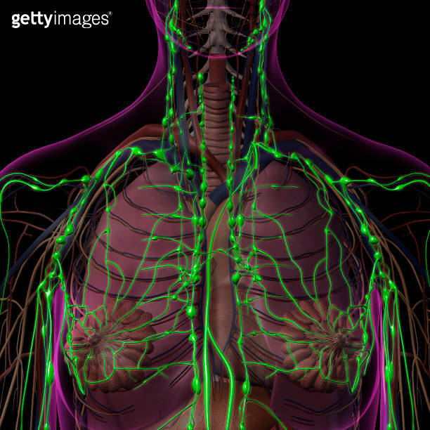 Lymphatic System Internal Anatomy in Female Chest and Neck (1210226685 ...