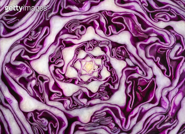 Red Cabbage half cut macro texture detail full frame (1285827102) - 게티이미지뱅크