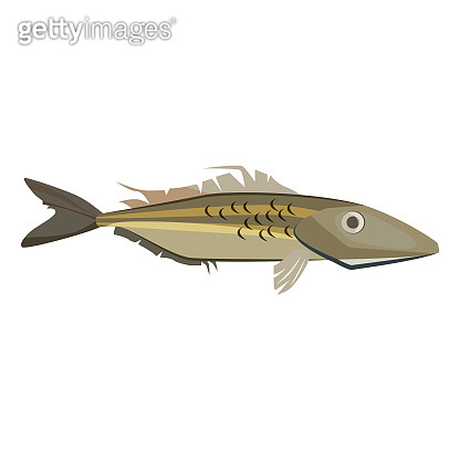 Common ling fish 이미지 (1256516828) - 게티이미지뱅크