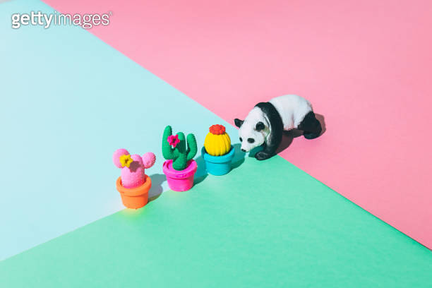 Miniature plastic panda and colorful cactuses in pots on pink and ...