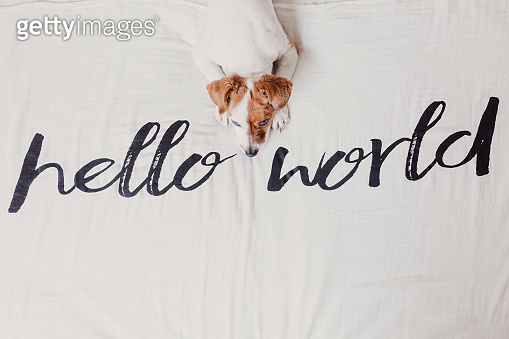 cute small dog lying on bed. white sheet with hello world message. Pets ...