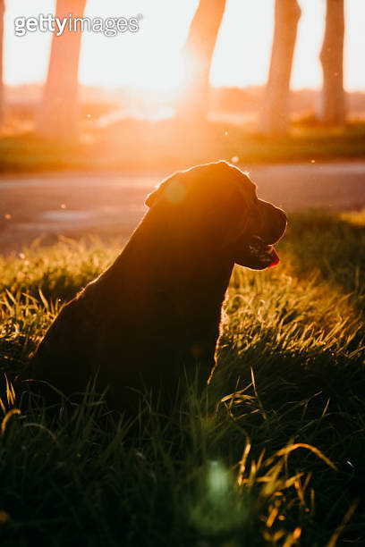 portrait of beautiful black labrador dog sitting at sunset outdoors ...