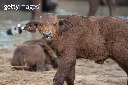 Ugly Cape Buffalo Calf 이미지 (1280150760) - 게티이미지뱅크