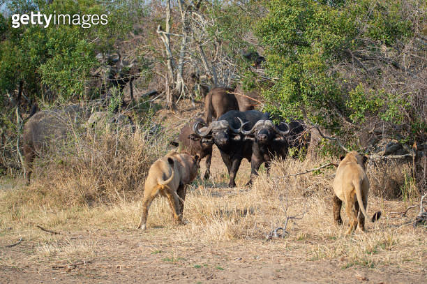 Lion Pride hunting African Buffalo 이미지 (1276830706) - 게티이미지뱅크
