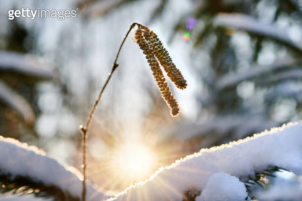 Hazel catkins covered in snow on a spring morning 이미지 (1213200275) - 게티 ...