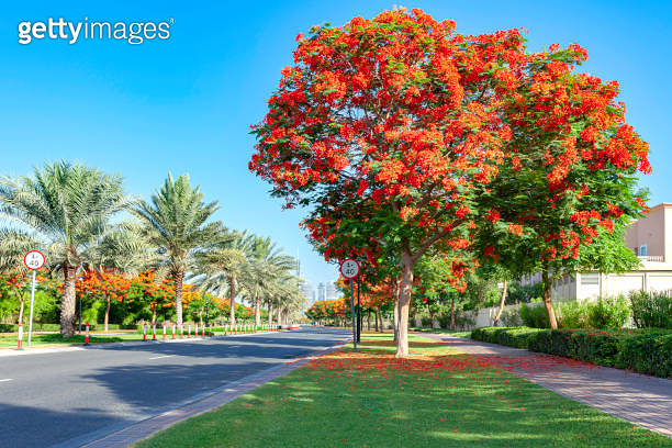Dubai, UAE - Typical Example Of Urban Landscaping Using Gulmohar Or ...