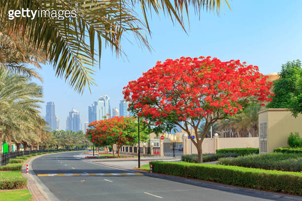 Dubai, UAE - Typical Example Of Urban Landscaping Using Flame Trees And ...