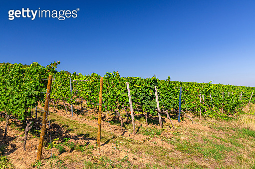 Grapevine wooden pole and rows of vineyards green fields landscape with ...