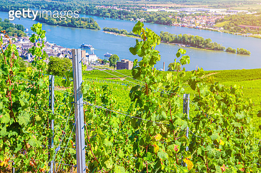 Grapevine steel pole and rows of vineyards green fields landscape with ...
