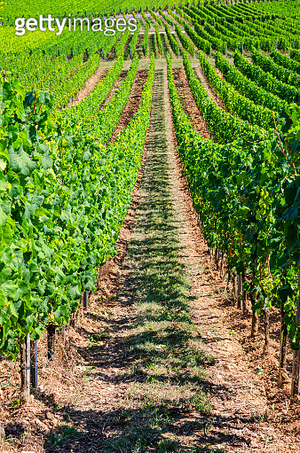 Grapevine rows in vineyards green fields landscape with grape trellis ...
