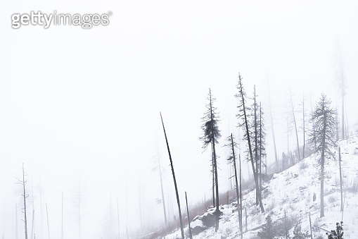 Burnt Fir Trees on Mountain in Winter with Snow and Fog 이미지 (1278686825 ...