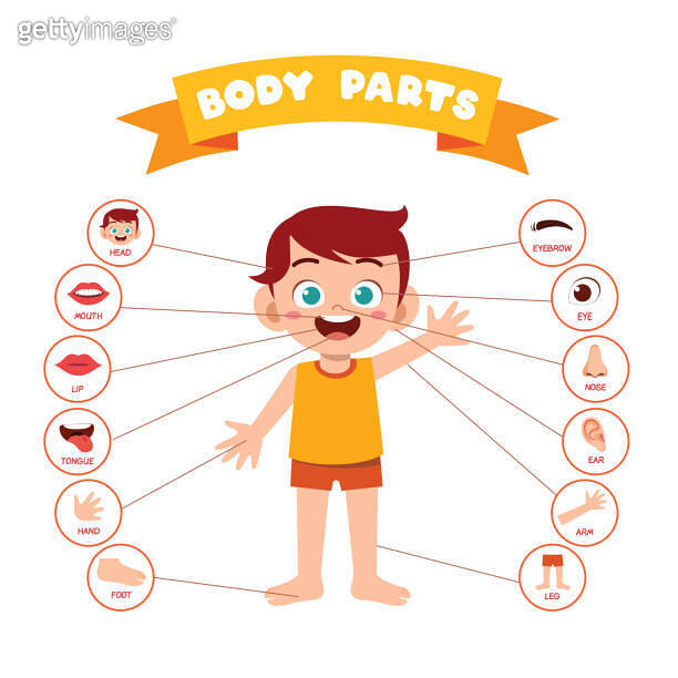 happy cute kid boy body part anatomy (1226567149) - 게티이미지뱅크