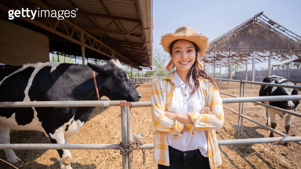 Portrait asian owner of a cow farm standing on the farm 이미지 (1203684070 ...