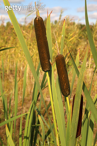 Reed mace plant also known as cat - tail, bulrush, swamp sausage, punks ...