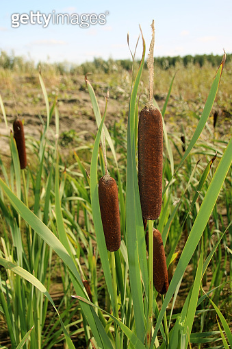 Reed mace plant also known as cat - tail, bulrush, swamp sausage, punks ...