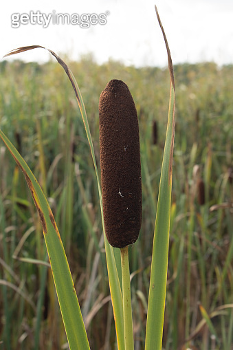 Reed mace plant also known as cat - tail, bulrush, swamp sausage, punks ...