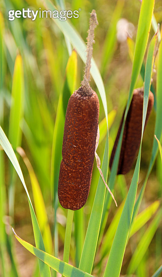 Reed mace plant also known as cat - tail, bulrush, swamp sausage, punks ...
