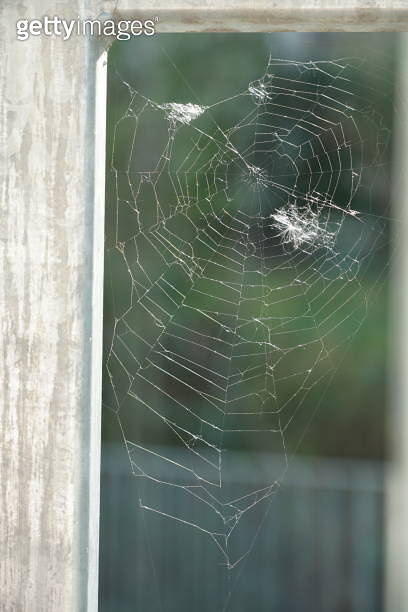 Spider web or cobweb in detail or close up, with an irregular shape and ...
