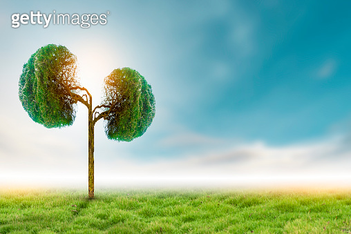 Trees (kidneys), 3D environmental and medical concepts (1269229397 ...