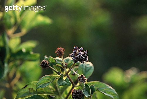 풍경 이미지 (a10800182) - 게티이미지뱅크