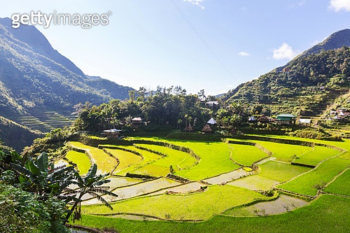 Rice terraces 이미지 (a11039277) - 게티이미지뱅크