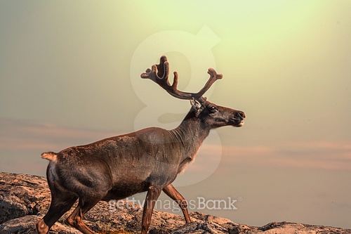 raindeer in Norway 이미지 (a11085575) - 게티이미지뱅크