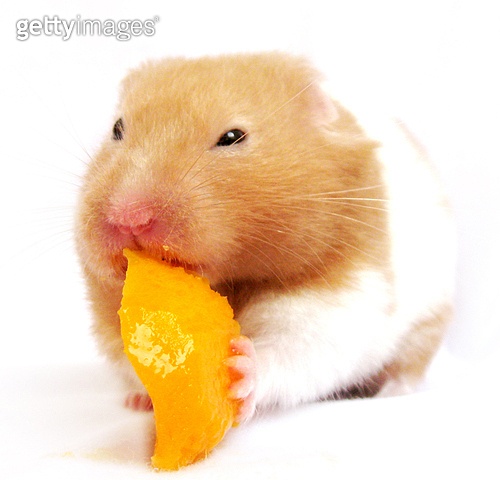 Hamster Mango 무료 이미지 (jv11419629) - 게티이미지뱅크