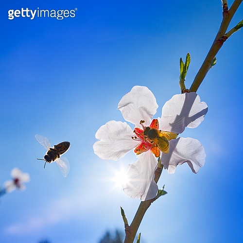 Almond flower tree with bee pollination in spring at Mediterranean ...