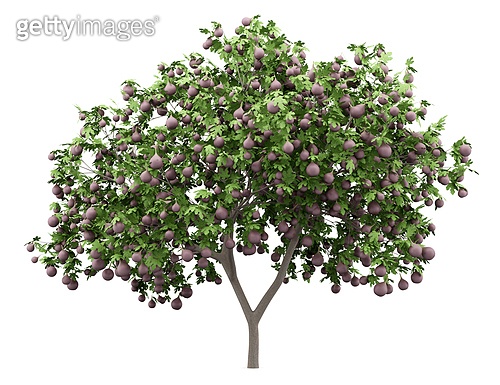 common fig tree with figs isolated on white background. 3d illustration ...